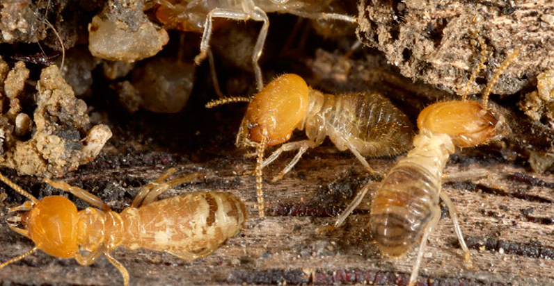 Termite Control - Cat's Eye King International Inc. | No. 1 pest ...