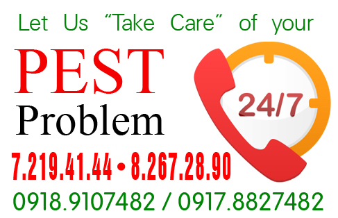 CEKPEST | Pest Control Services - No. 1 Pest Control Services in Metro ...